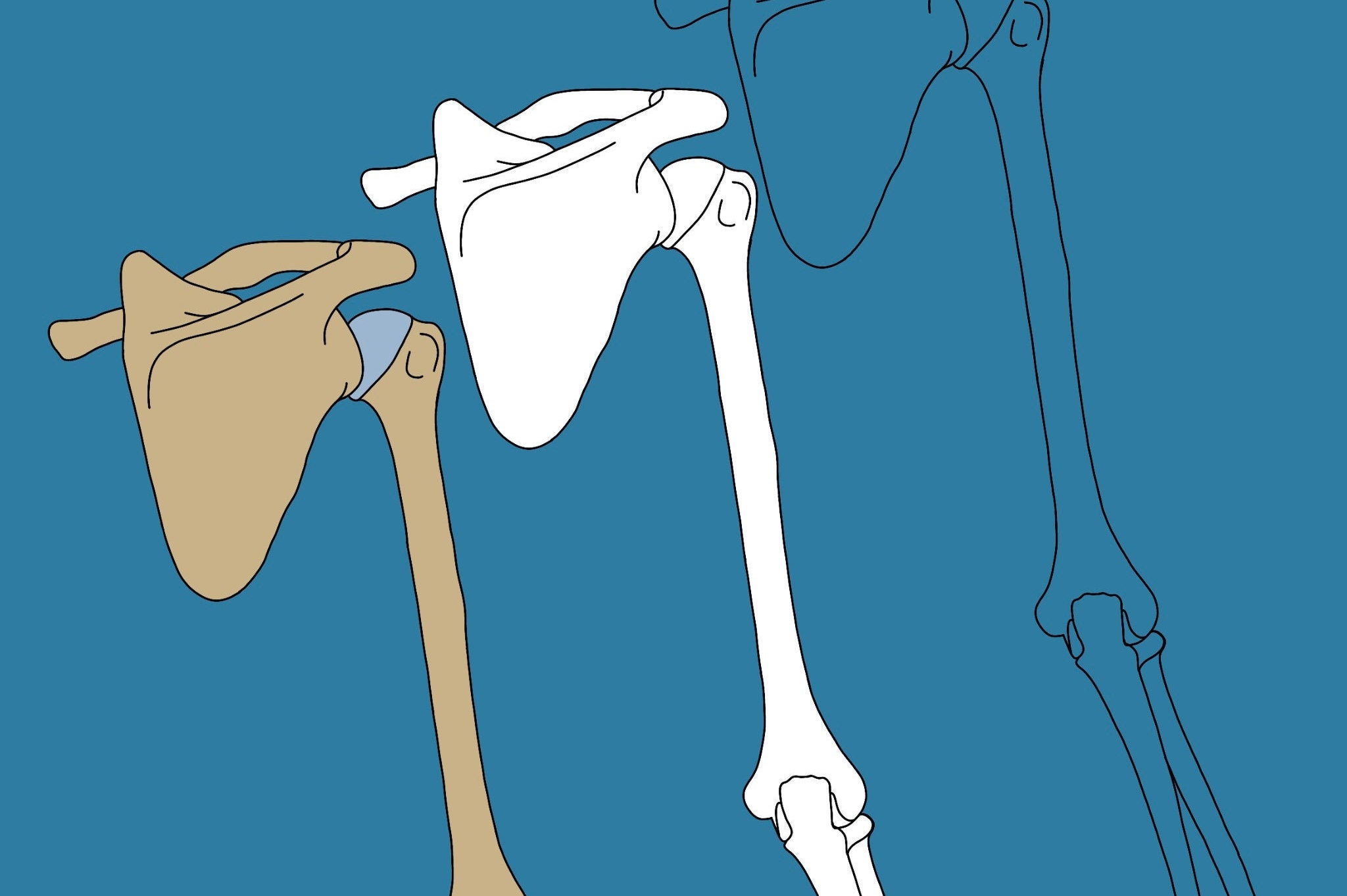 Upper Limb Anatomical Coloring Sheet Posterior - Etsy