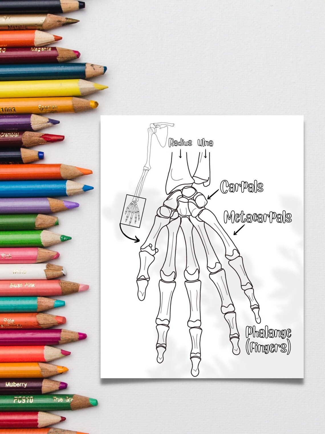 Arm Coloring Sheets Learn Basic Anatomy Instant Download - Etsy