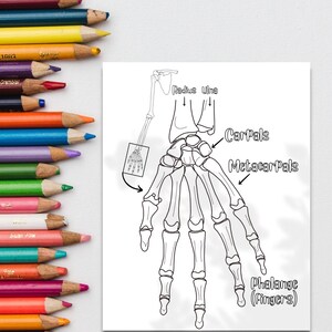 Arm Coloring Sheets Learn Basic Anatomy Instant Download - Etsy