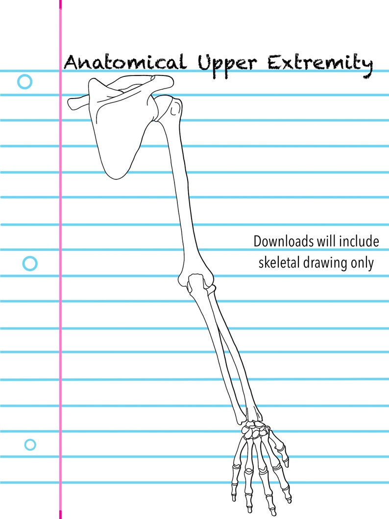 Upper Limb Anatomical Coloring Sheet Posterior - Etsy