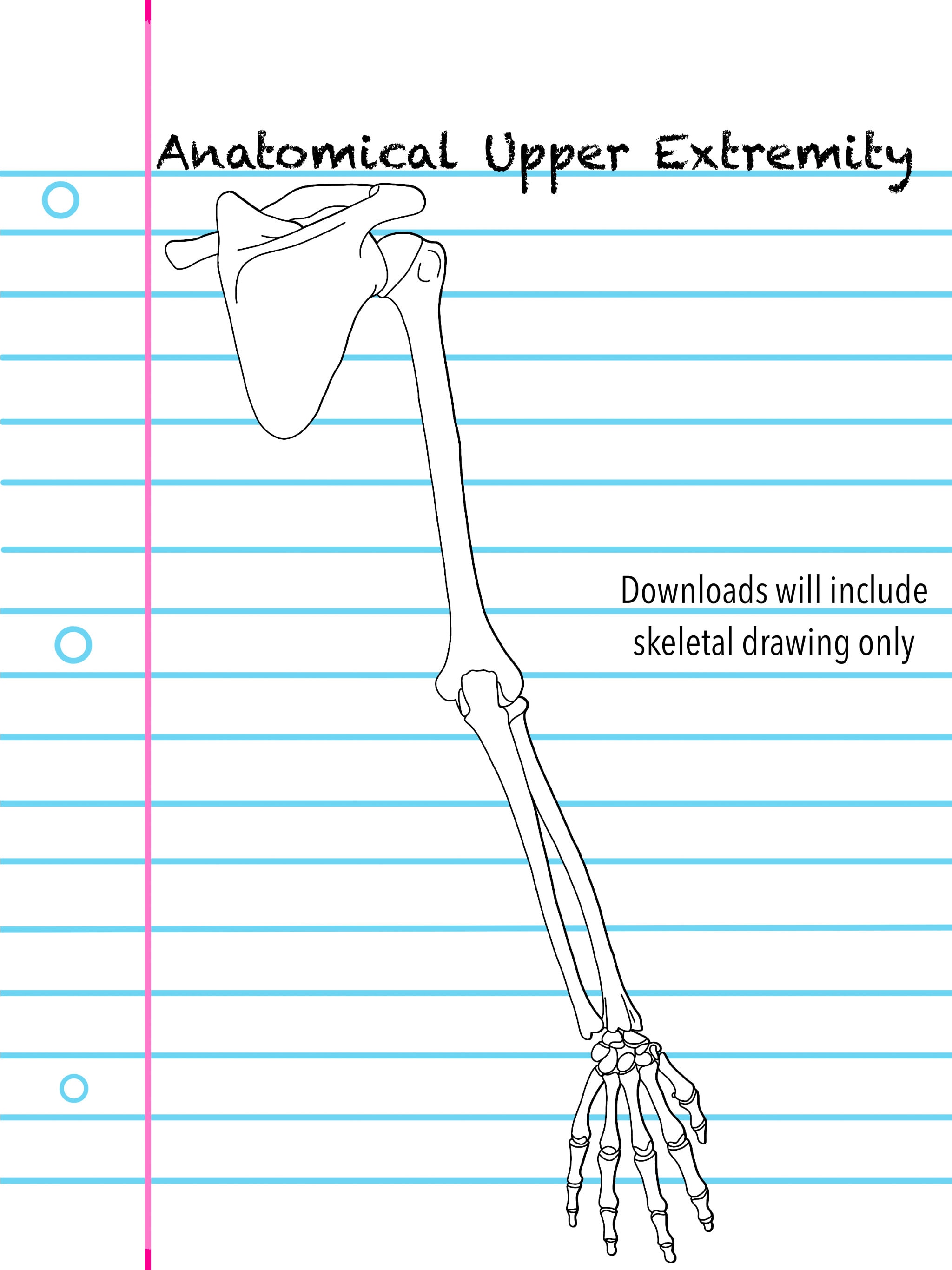 Upper Limb Anatomical Coloring Sheet Posterior - Etsy