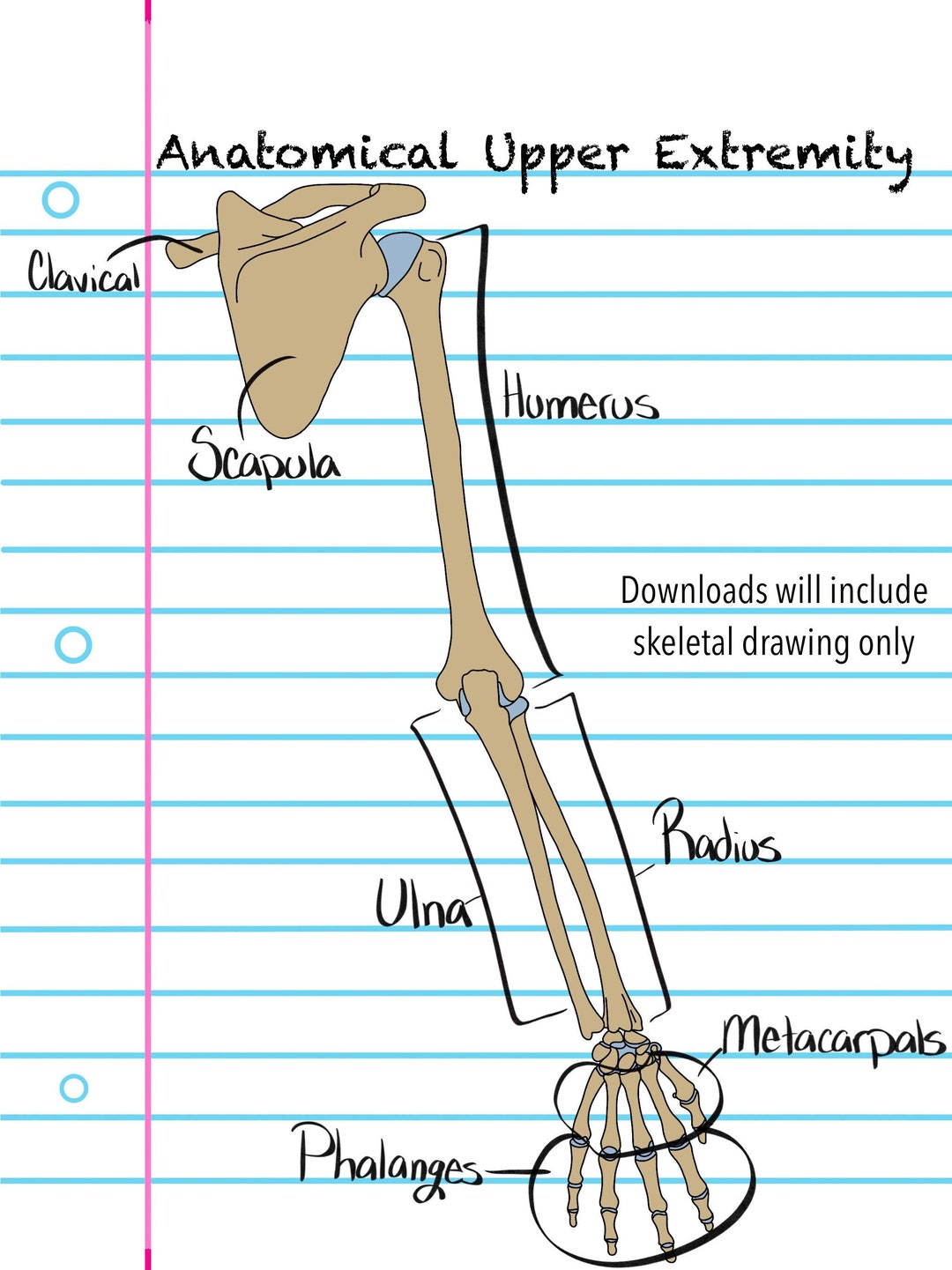 Upper Limb Anatomical Coloring Sheet Posterior - Etsy
