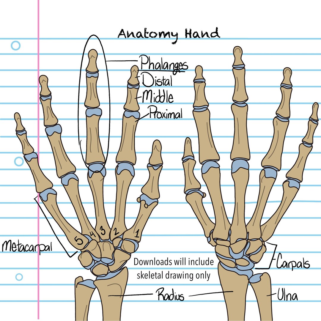 Anatomical Skeletal Hand Printable Coloring Sheet for Students and ...