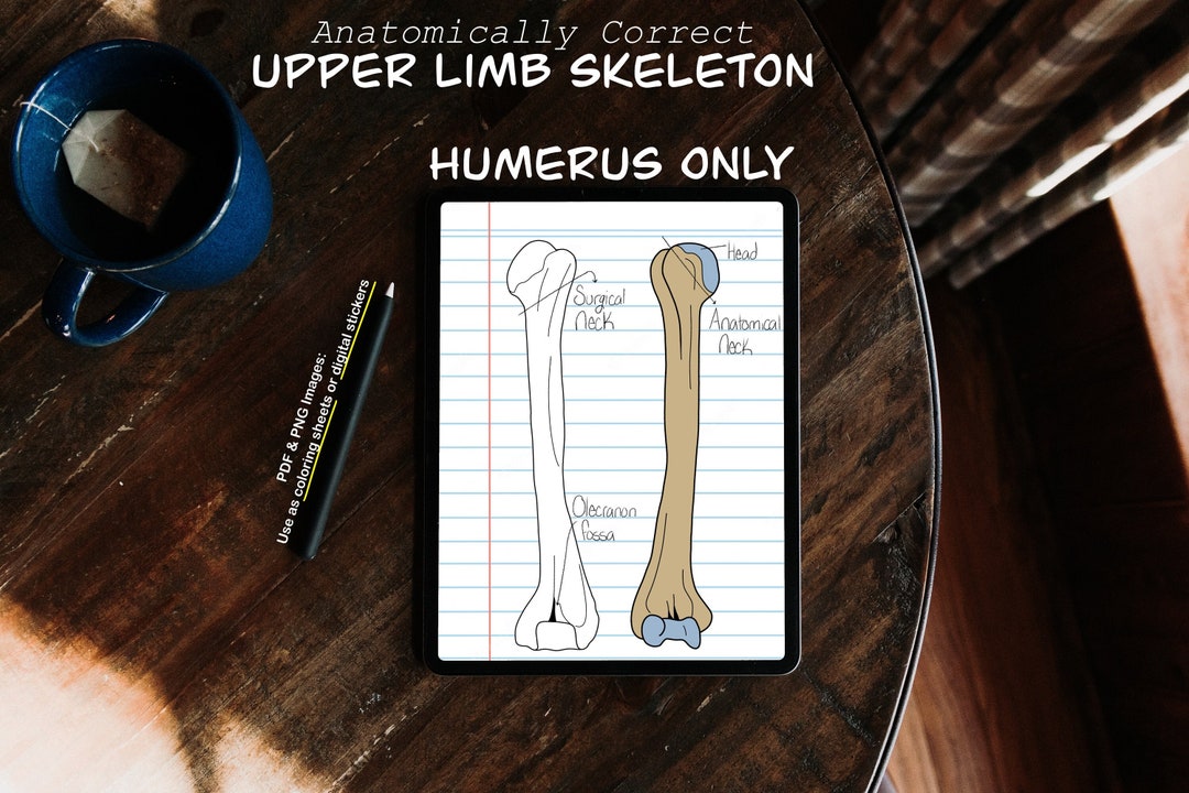Anatomical Humerus Bone Printable Coloring Sheet for Students - Etsy UK