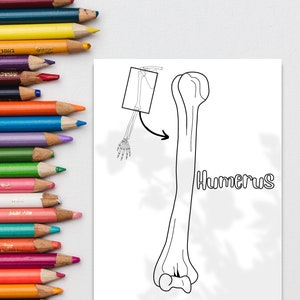 Arm Coloring Sheets Learn Basic Anatomy Instant Download - Etsy