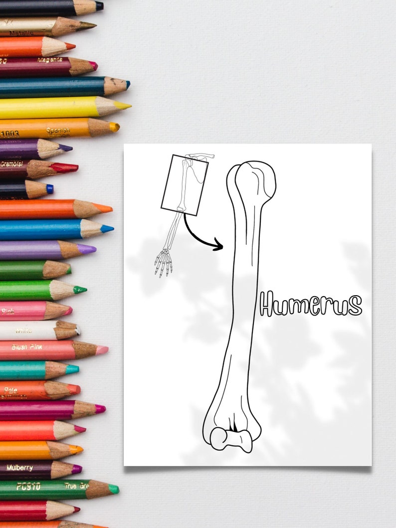 Arm Coloring Sheets Learn Basic Anatomy Instant Download - Etsy