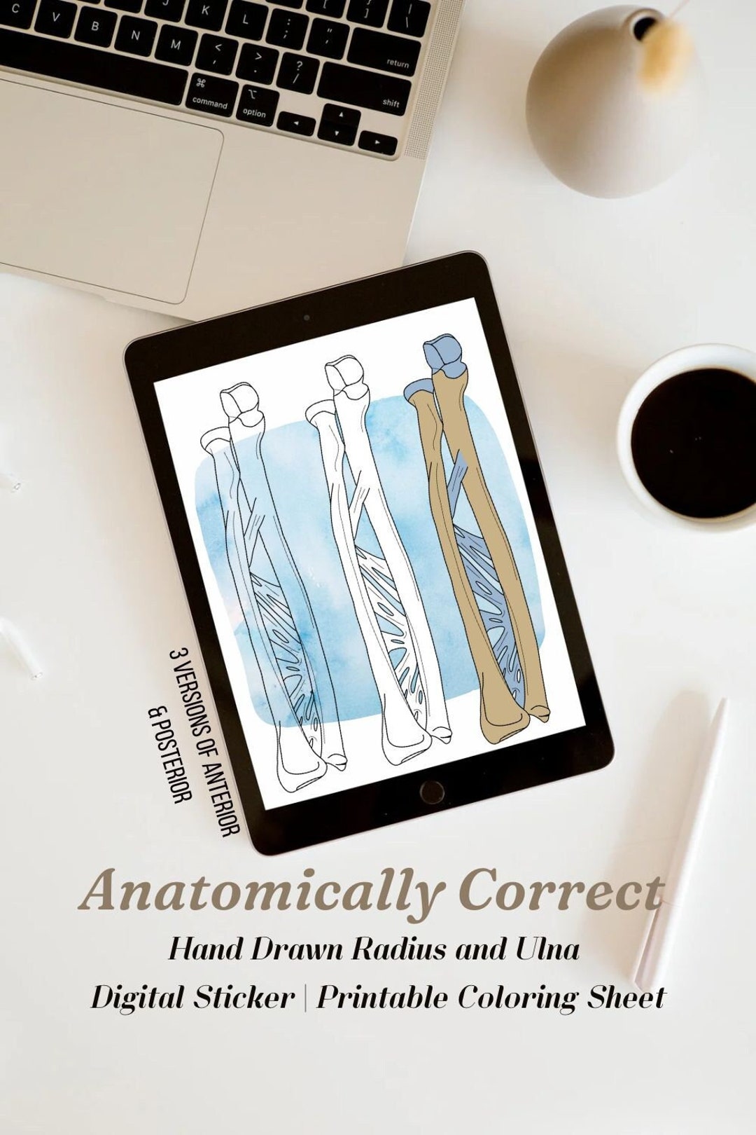 Pegatinas digitales y diversión para colorear: radio anatómico y cúbito ...