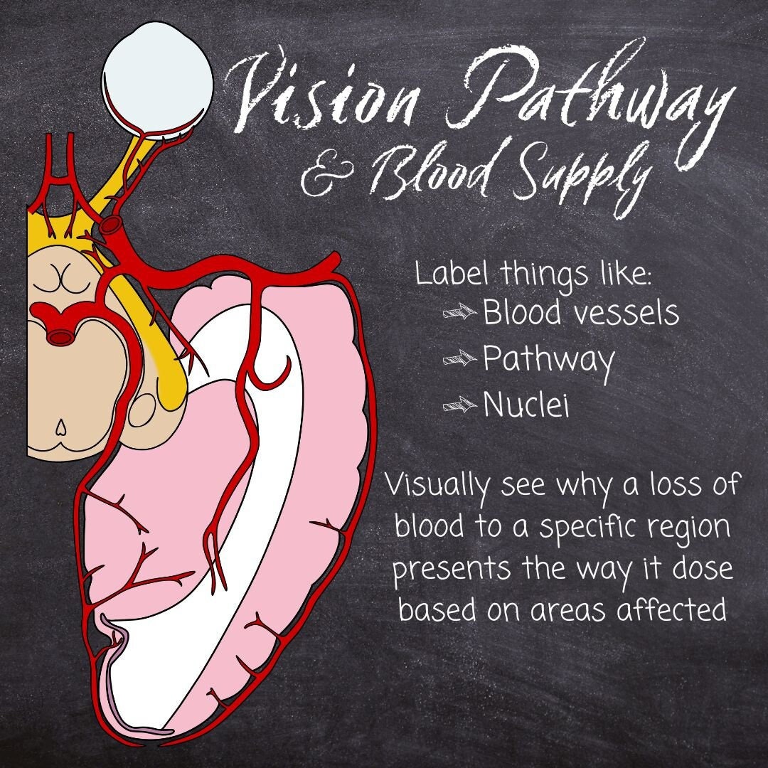 Corneal Reflex Pathway Blank Diagram Digital Notes for Medical Students ...