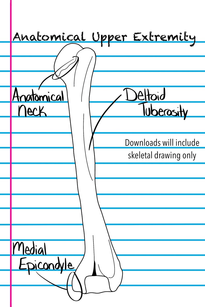 Humerus Coloring Sheet Anatomically Correct - Etsy