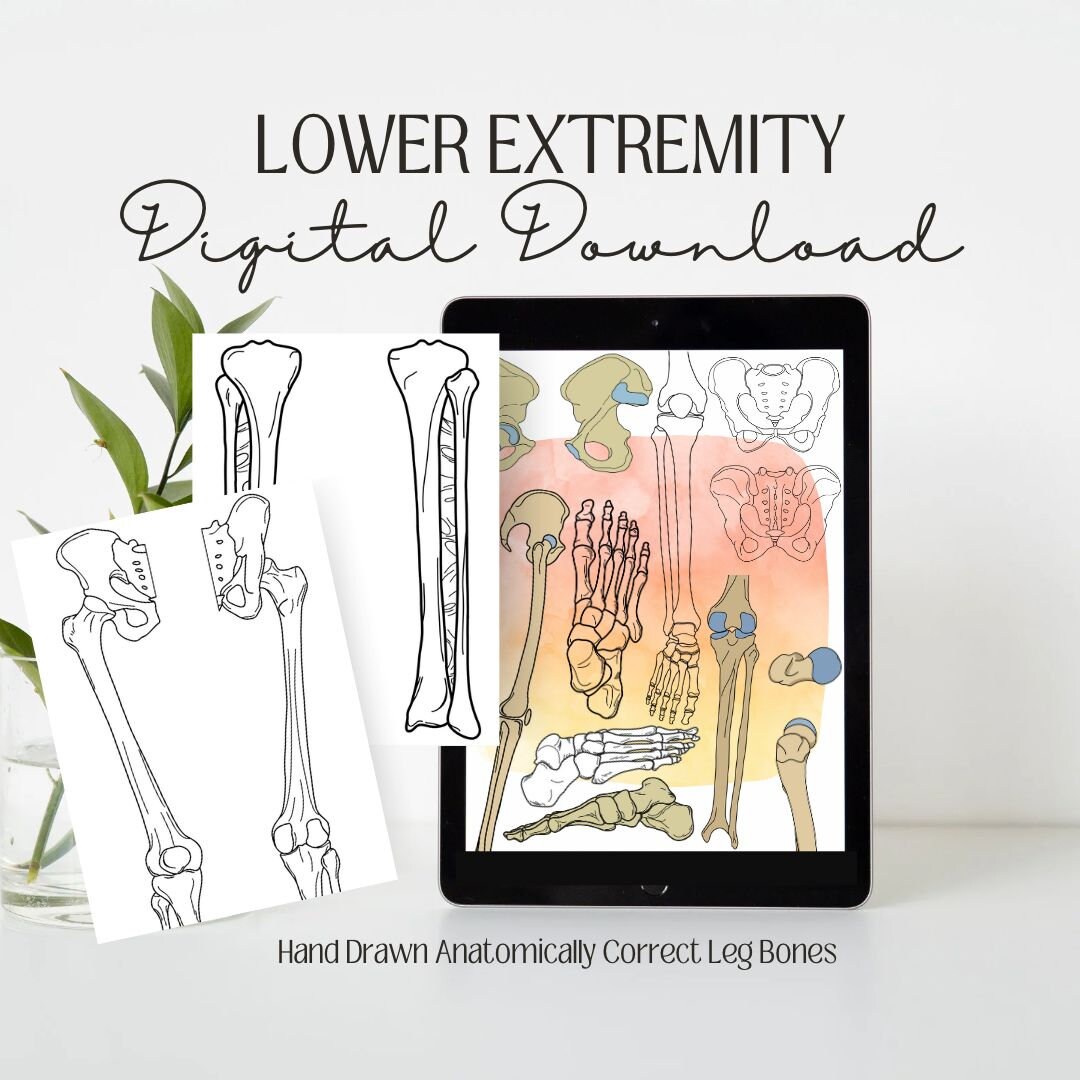 Skeletal Leg Digital Stickers Anatomically Correct Instand Download - Etsy