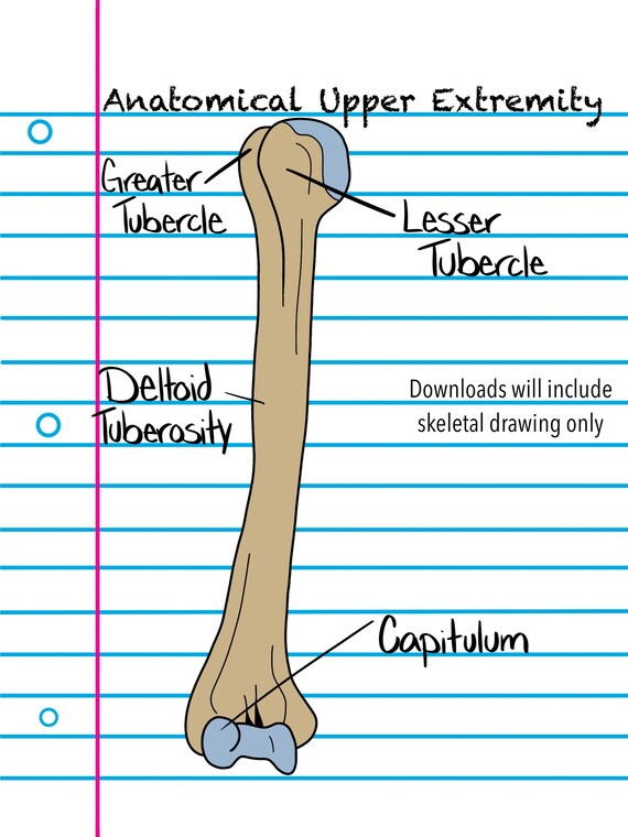 Skeleton Coloring Pages Anatomy