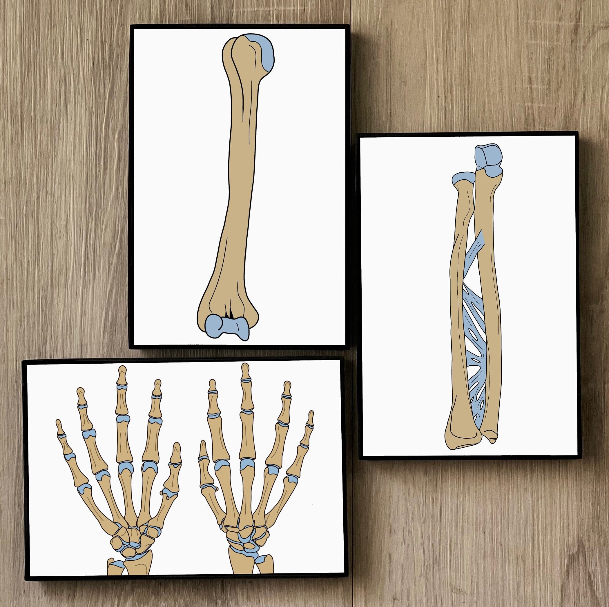 Humerus Coloring Sheet Anatomically Correct - Etsy