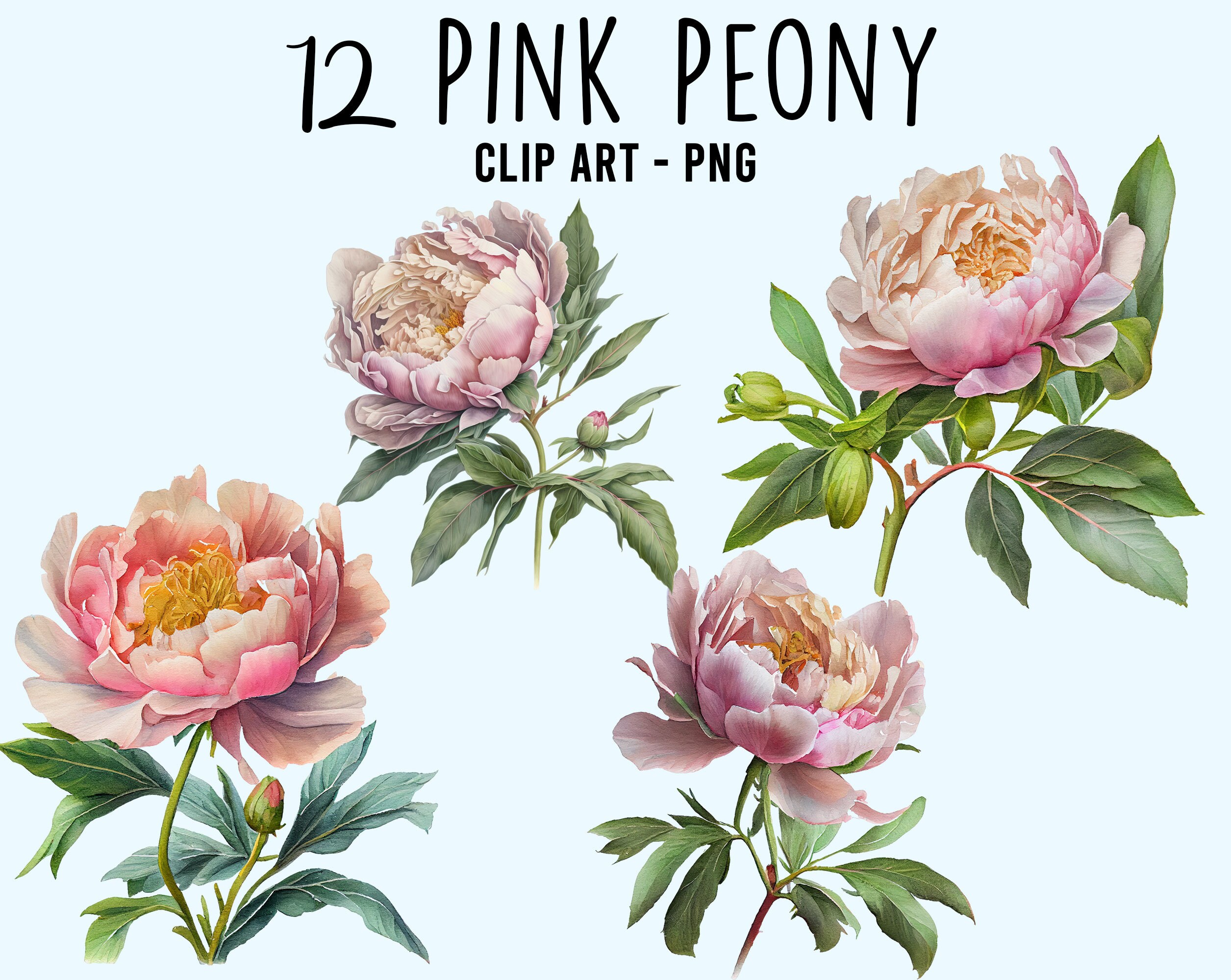 Watercolor Pink Peony Clipart Floral Digital Art Card Making, Mixed ...