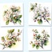 Apple Blossom Watercolor - 12 High Quality Jpgs - Digital Download ...