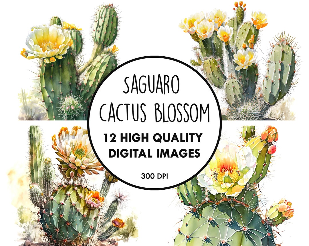 Saguaro Cactus Blossom Watercolor - 12 High Quality Jpgs - Digital ...