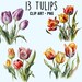Watercolor Tulips Clipart - Easter Spring Floral Digital Art Card ...