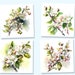 Apple Blossom Watercolor - 12 High Quality Jpgs - Digital Download ...