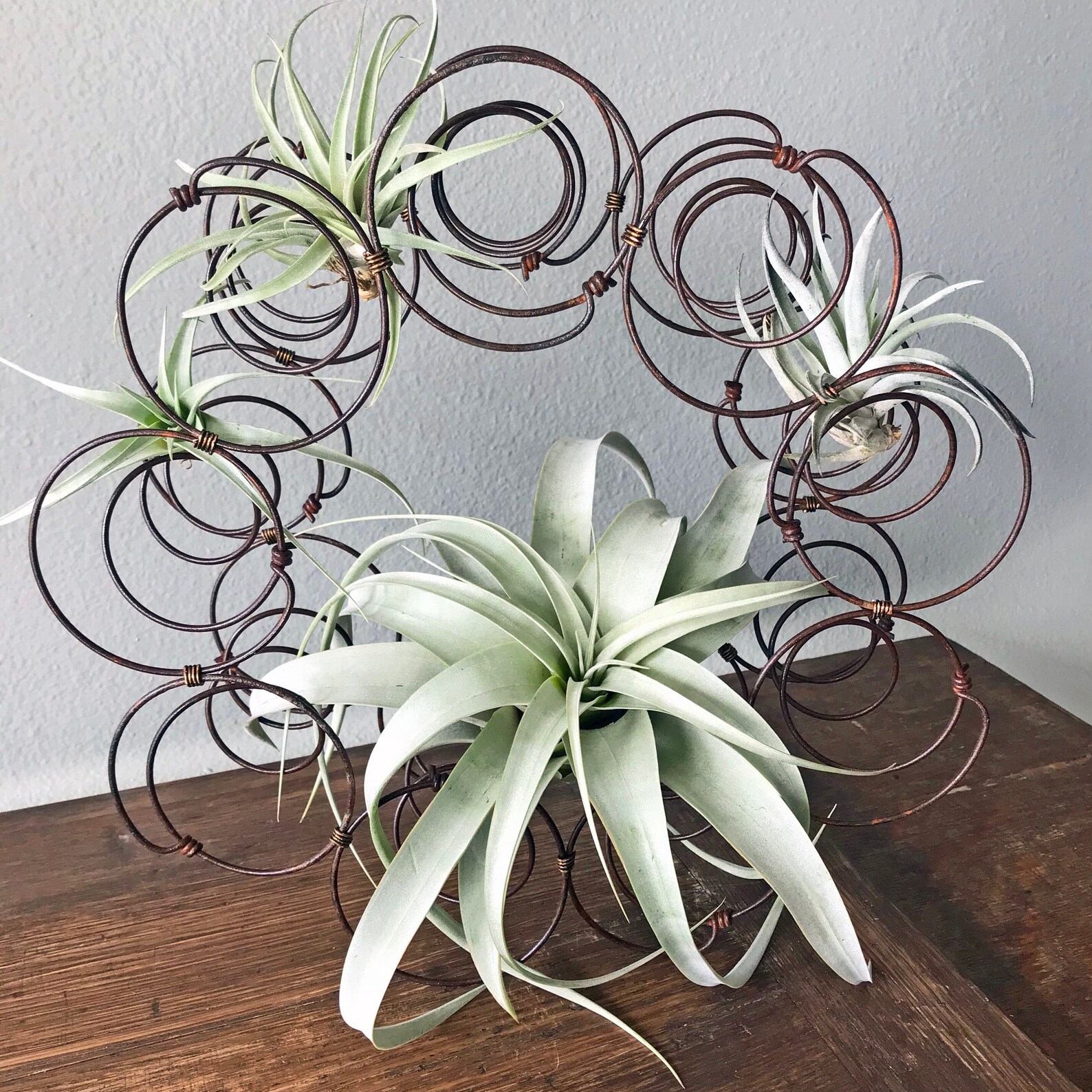 Antique Bedspring Wreath 12.25" | Airplant or Succulent Display ...