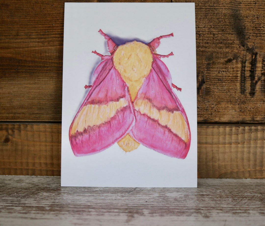 Watercolor Rosy Maple Moth Art Print - Etsy
