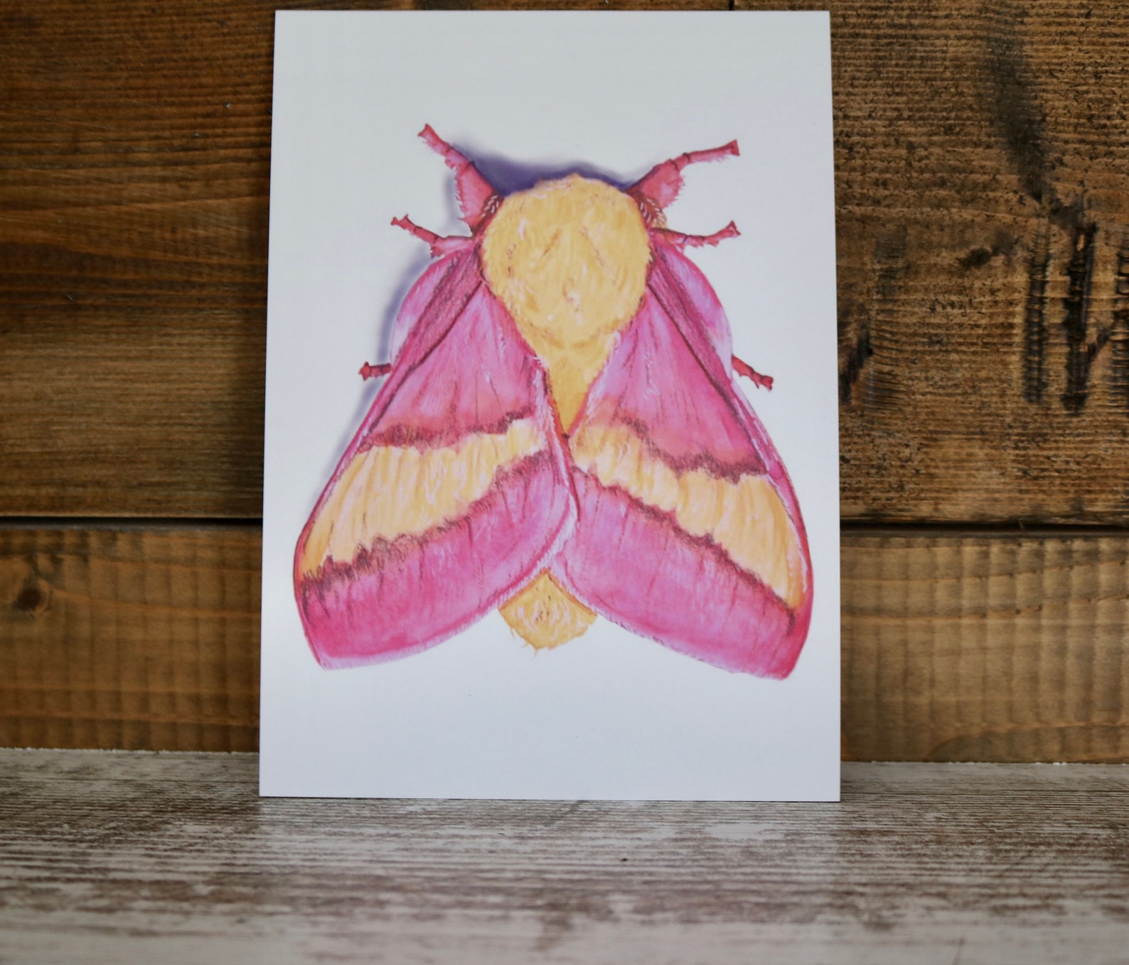 Watercolor Rosy Maple Moth Art Print - Etsy