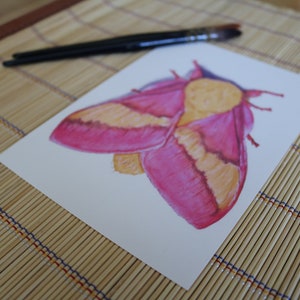 Watercolor Rosy Maple Moth Art Print - Etsy