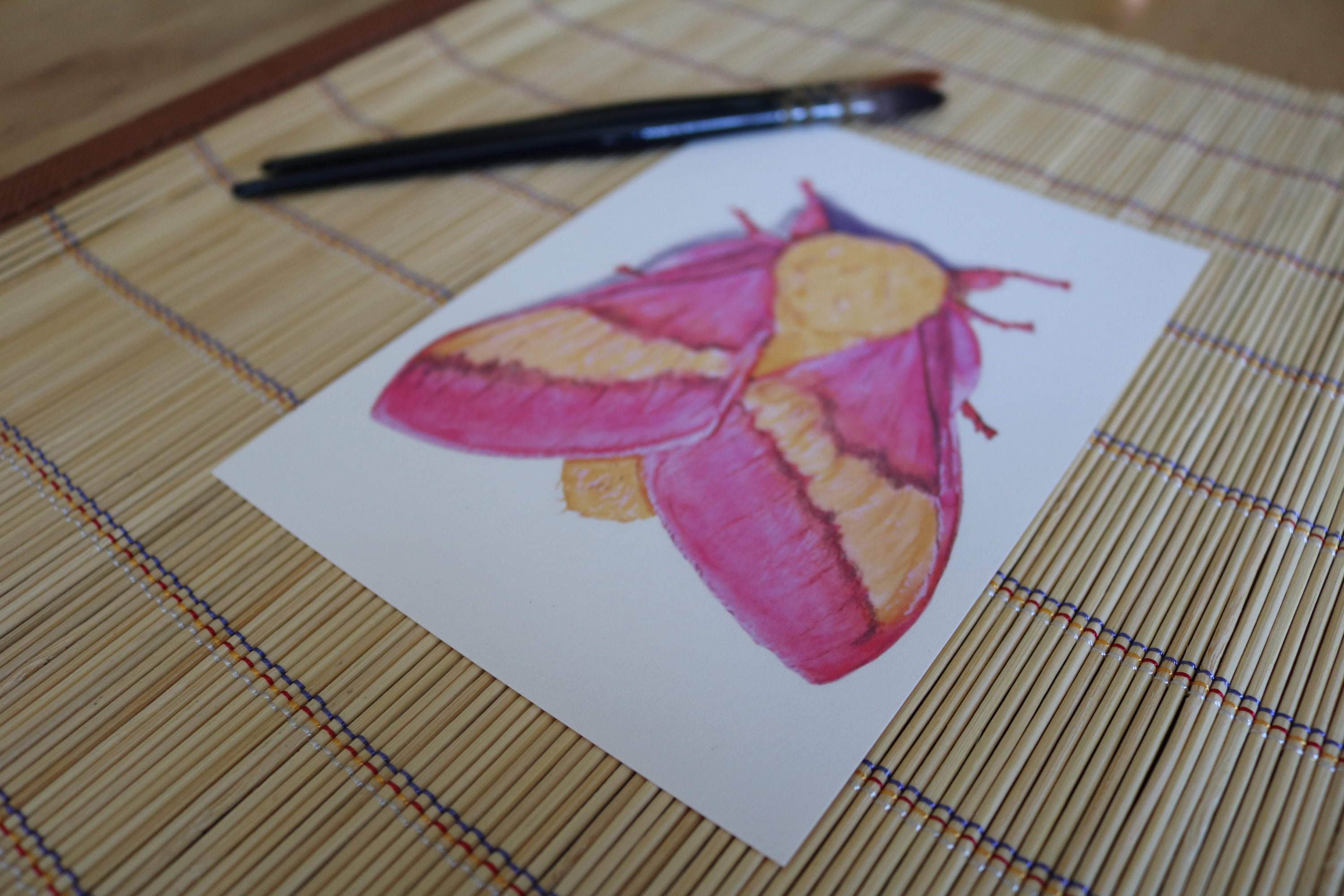 Watercolor Rosy Maple Moth Art Print - Etsy