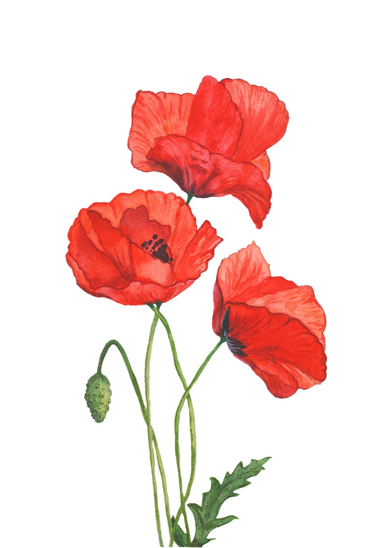 Watercolor "top O' the Pops" Red Poppy Art Print - Etsy