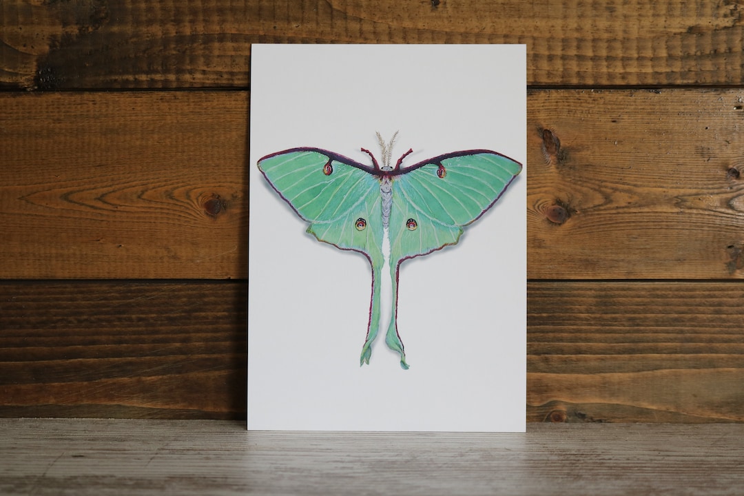 Watercolor Luna Moth Art Print - Etsy