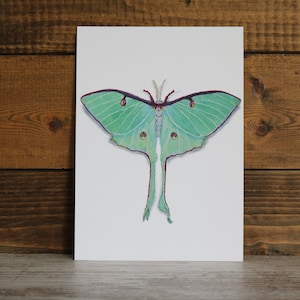 Watercolor Luna Moth Art Print - Etsy
