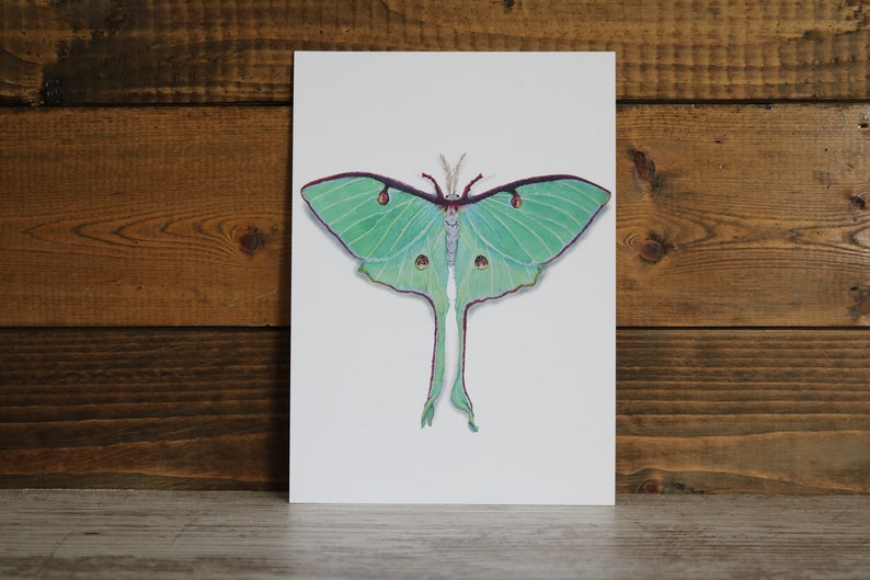 Watercolor Luna Moth Art Print - Etsy