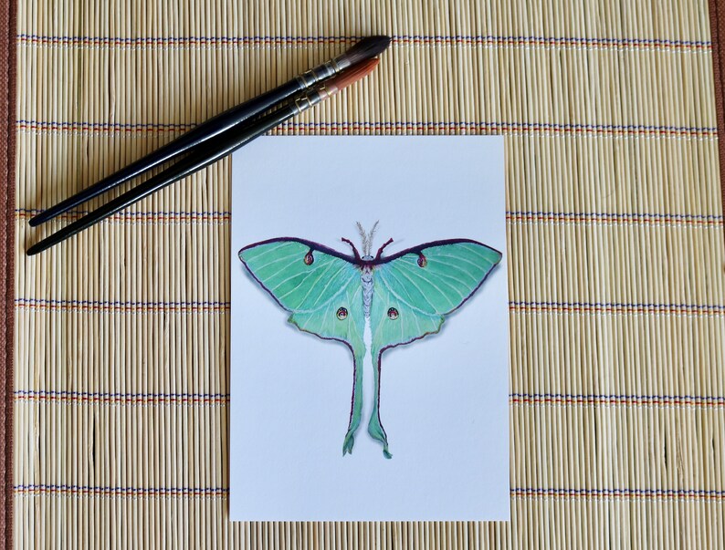 Watercolor Luna Moth Art Print - Etsy