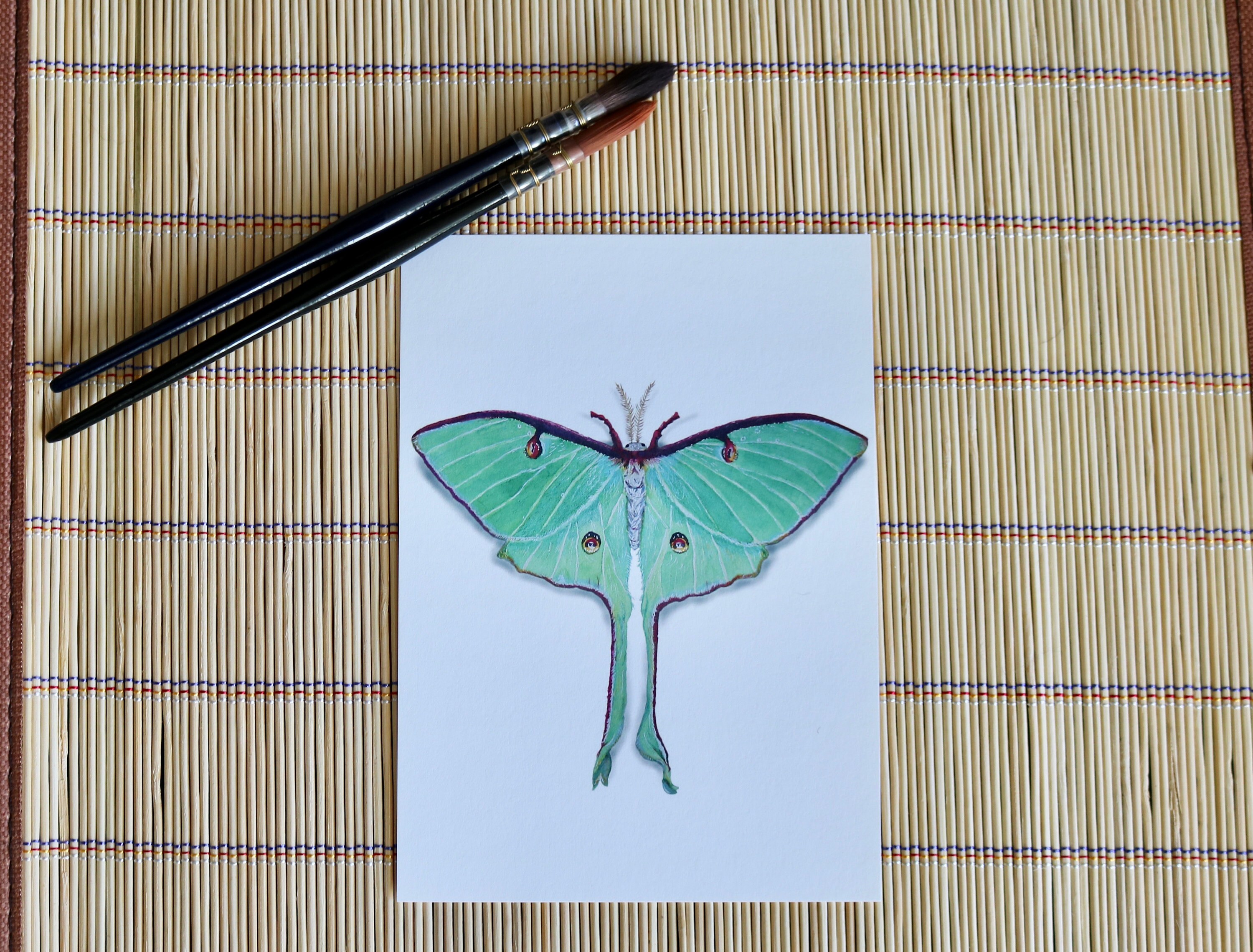 Watercolor Luna Moth Art Print - Etsy