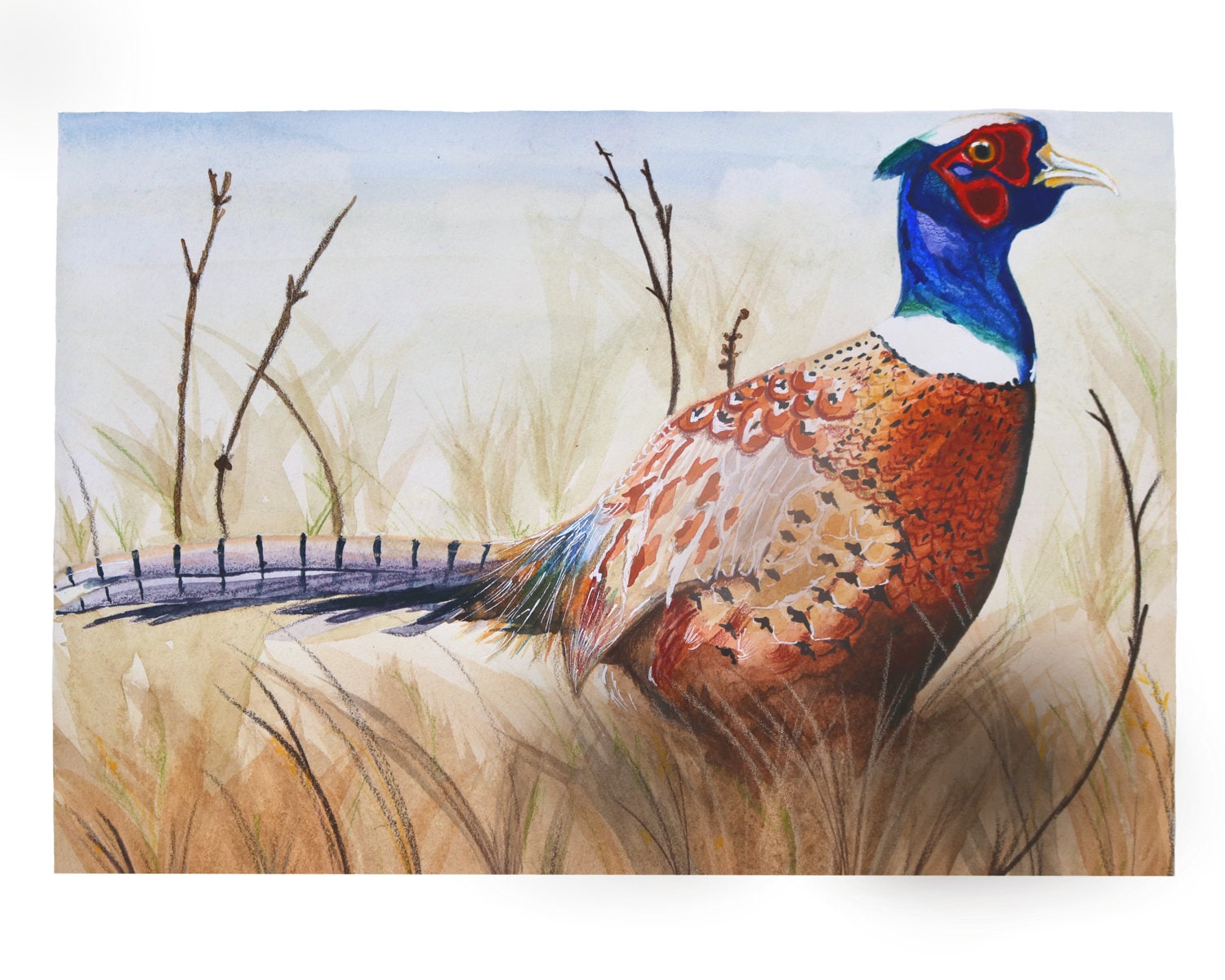 Watercolor Ring-necked Pheasant Art Print - Etsy