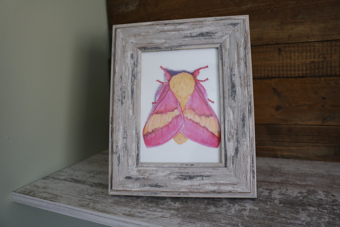 Watercolor Rosy Maple Moth Art Print - Etsy