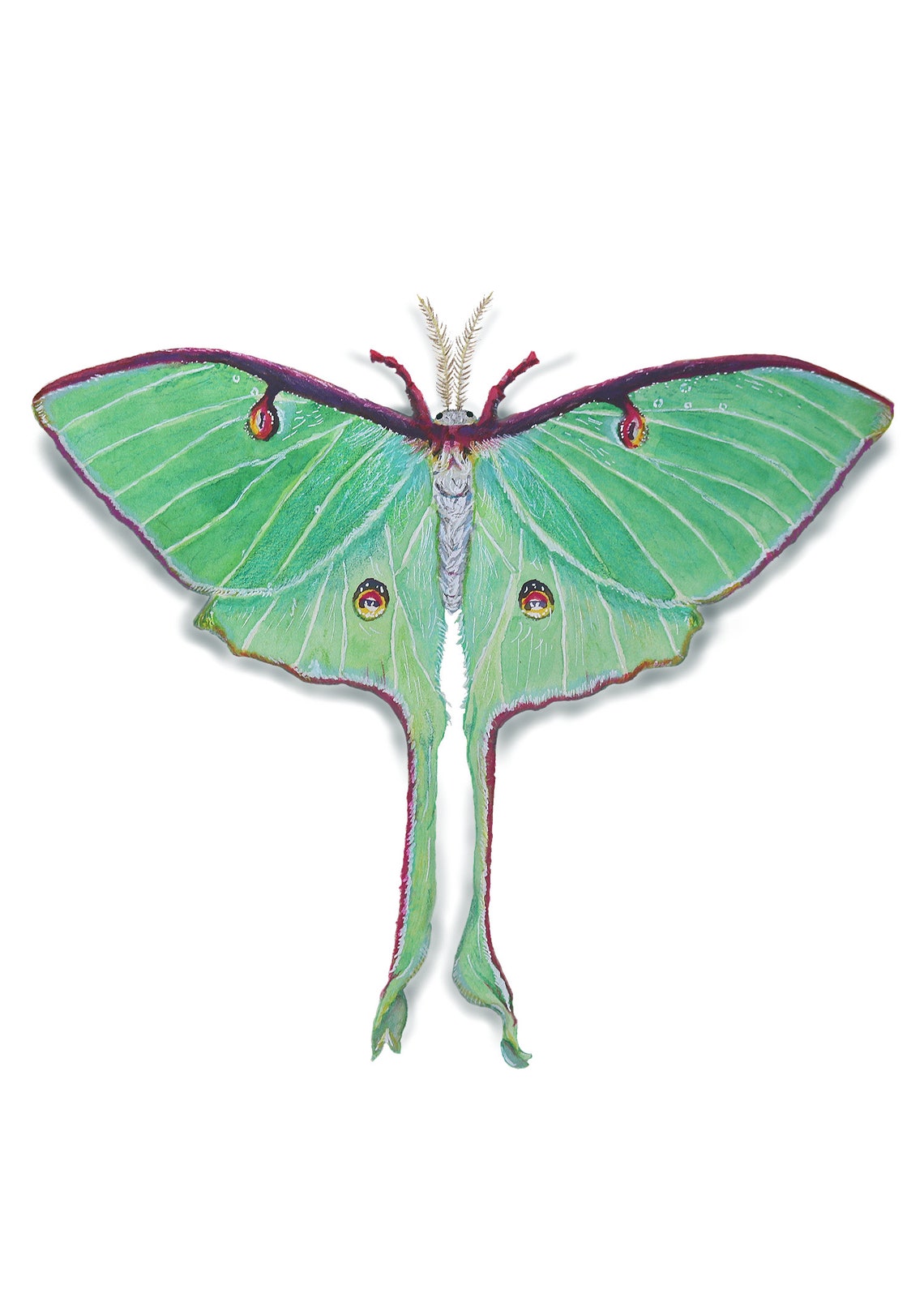 Watercolor Luna Moth Art Print - Etsy