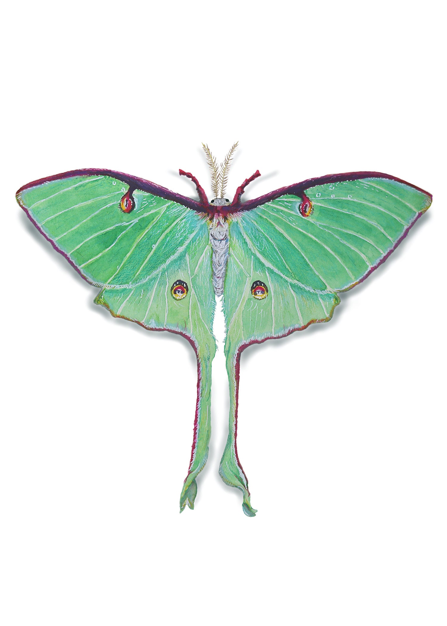 Watercolor Luna Moth Art Print - Etsy