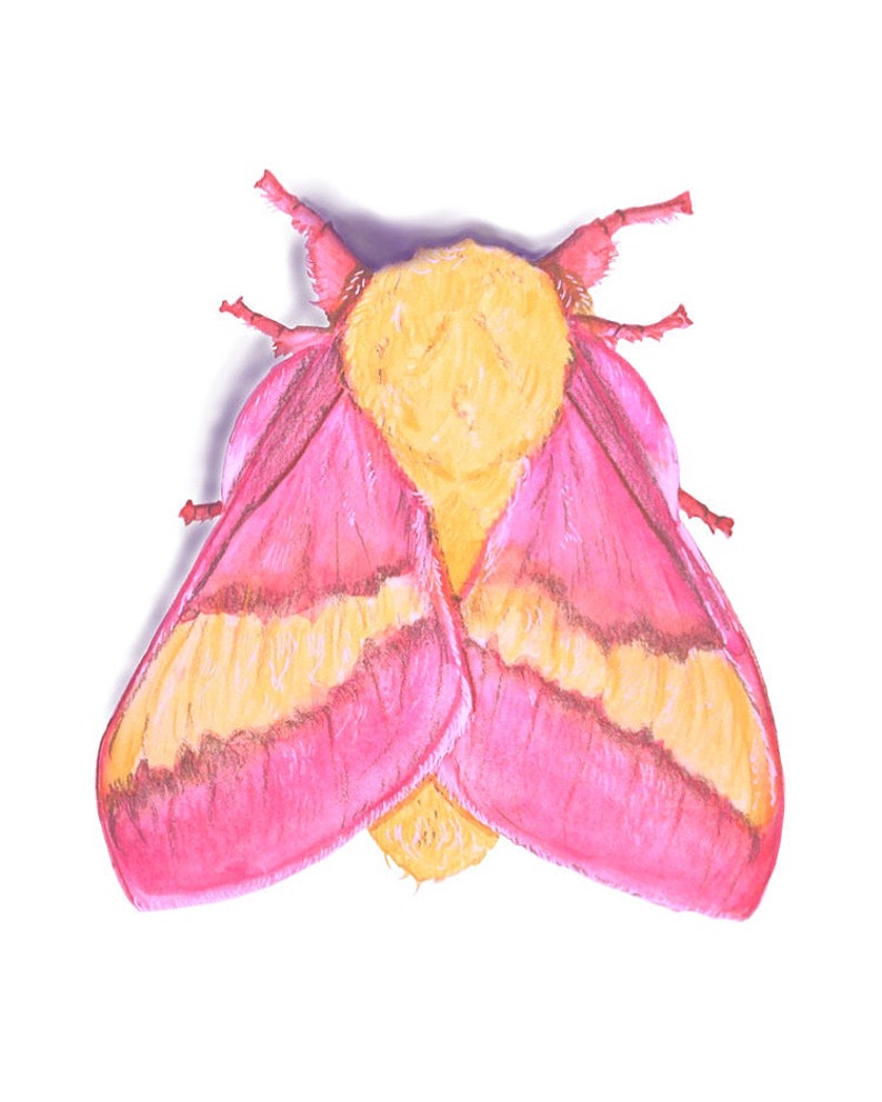 Watercolor Rosy Maple Moth Art Print - Etsy