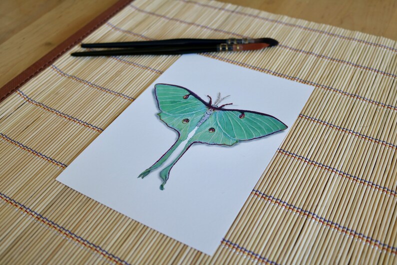 Watercolor Luna Moth Art Print - Etsy