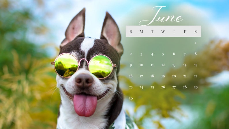 Dog-themed Desktop Wallpaper Series for 2024 - Etsy