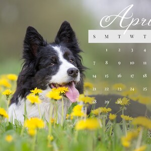 Dog-themed Desktop Wallpaper Series for 2024 - Etsy