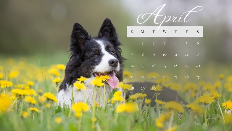 Dog-themed Desktop Wallpaper Series for 2024 - Etsy