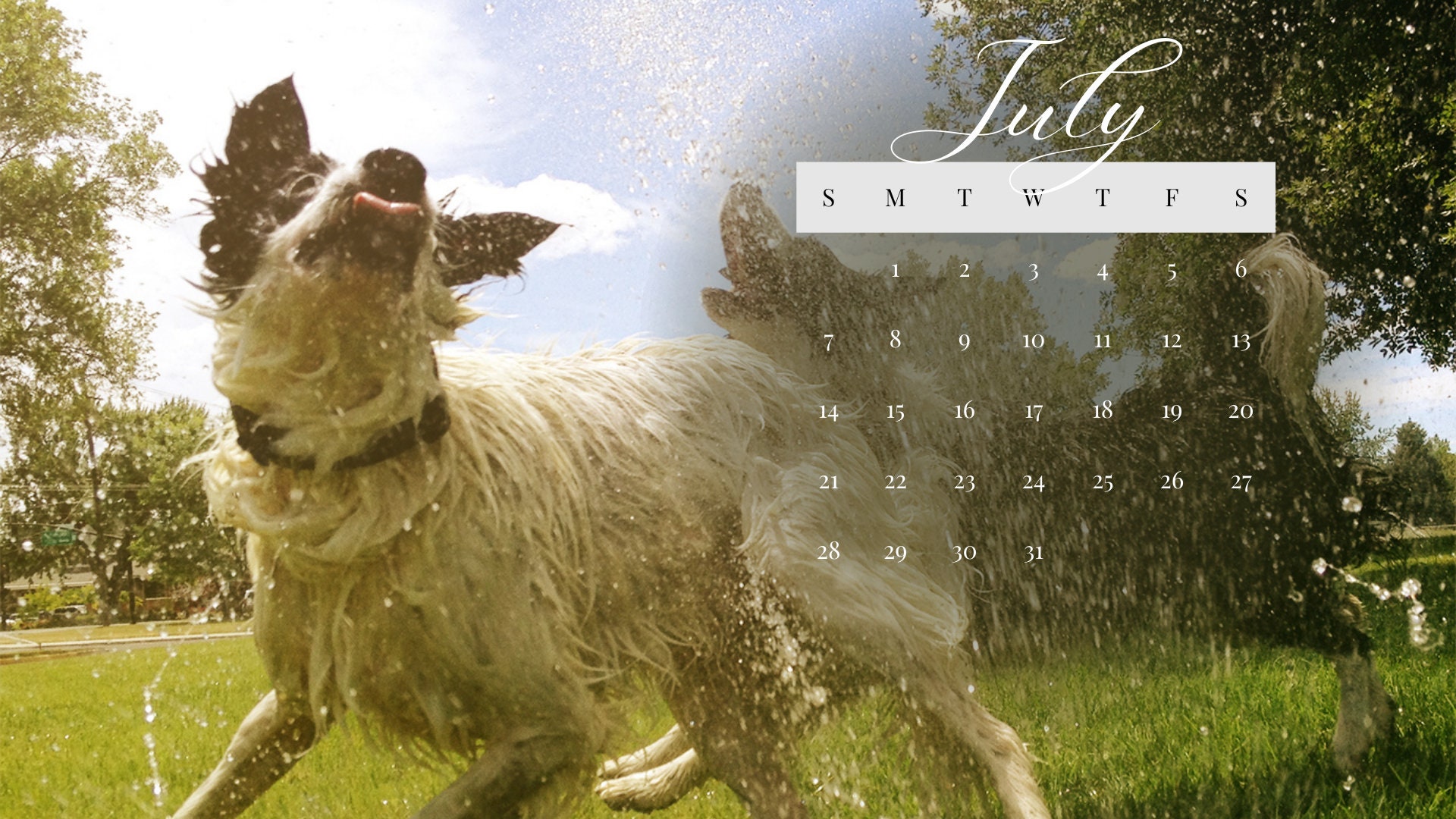 Dog-themed Desktop Wallpaper Series for 2024 - Etsy