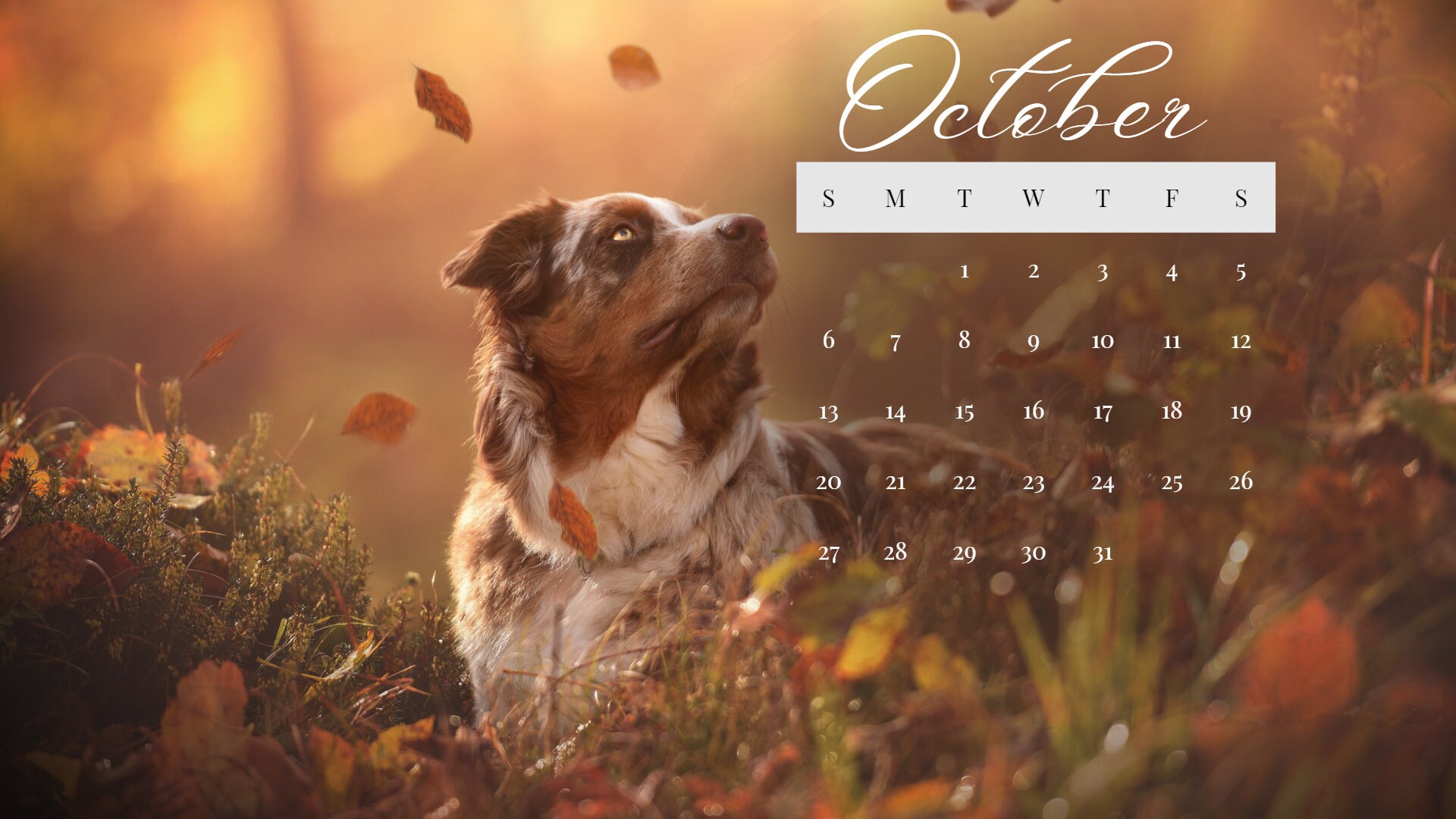 Dog-themed Desktop Wallpaper Series for 2024 - Etsy