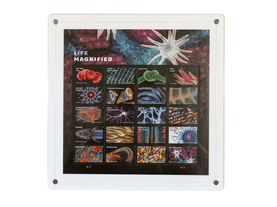 Display Frame for Life Magnified Postage Stamp Sheet - Etsy