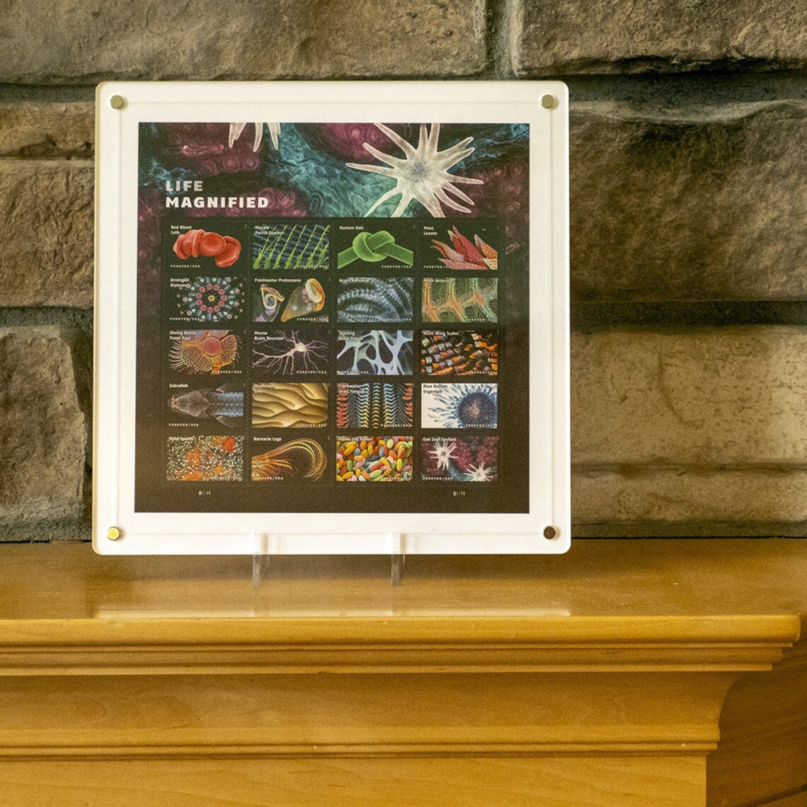 Display Frame for Life Magnified Postage Stamp Sheet - Etsy