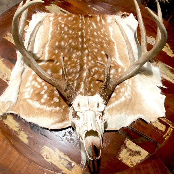 Fake Deer Skull - Etsy