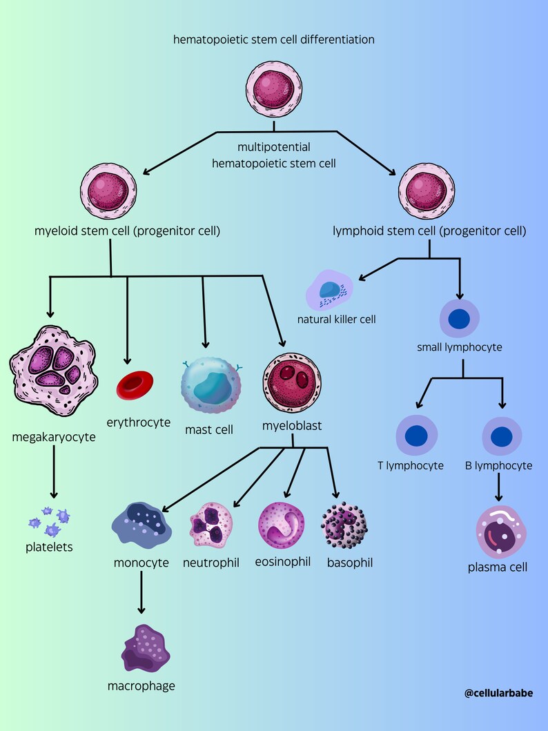 Hematology: Rbc Study Guide - Cheat Sheet - Heme - Mlt/mls/mt/rn - Nclex Study - Laboratory Ascp ...