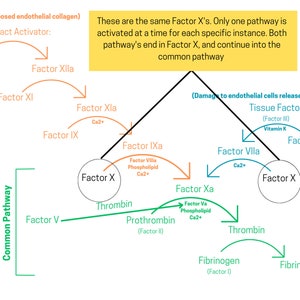 Coagulation Cascade Explained! Med Tech - Mlt/mls/rn - Study Guide ...