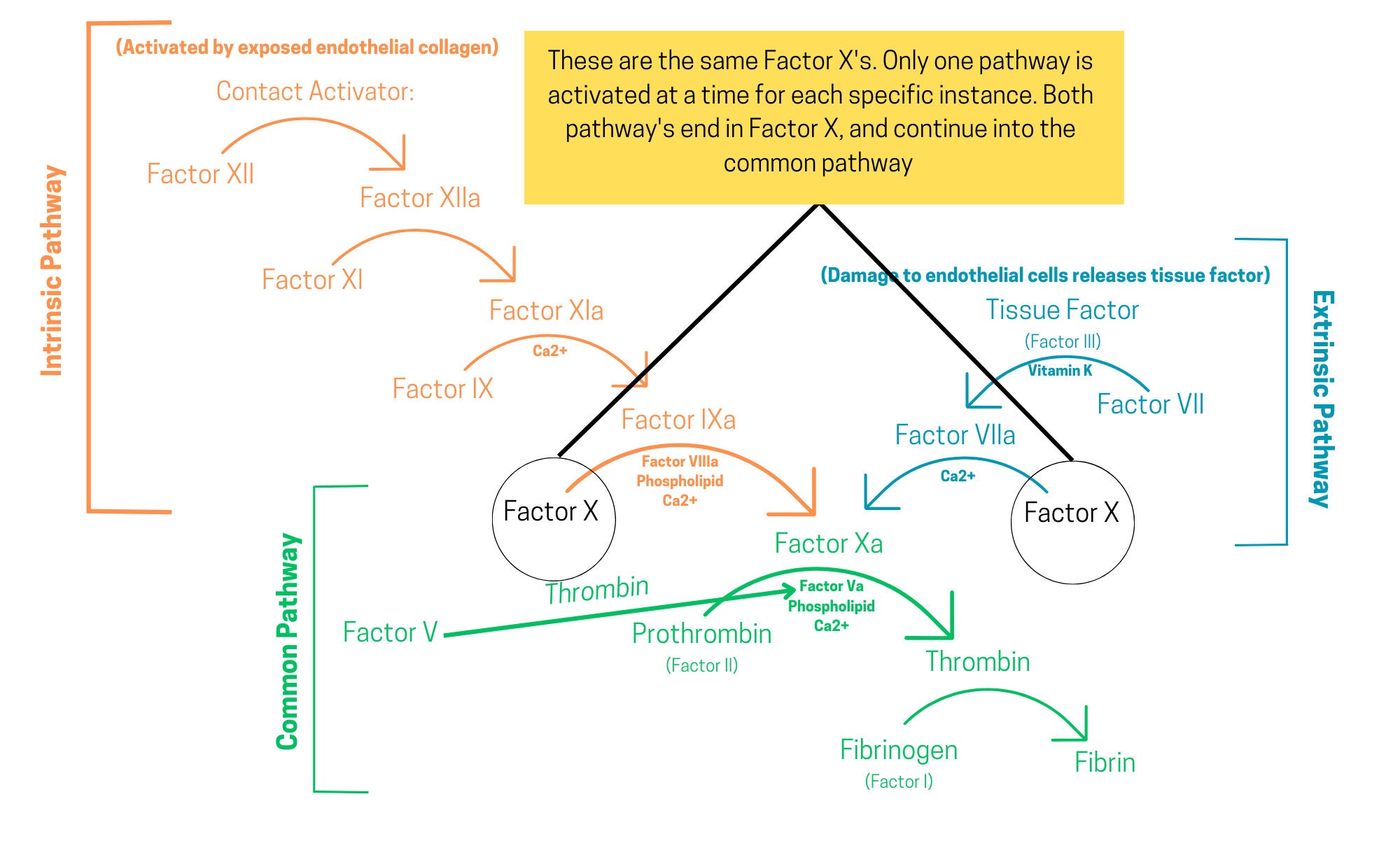 Coagulation Cascade Explained! Med Tech - Mlt/mls/rn - Study Guide ...