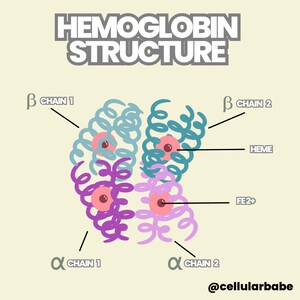 Hematology: Rbc Study Guide - Cheat Sheet - Heme - Mlt/mls/mt/rn - Nclex Study - Laboratory Ascp ...